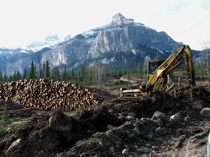 Logging-'07-5.jpg